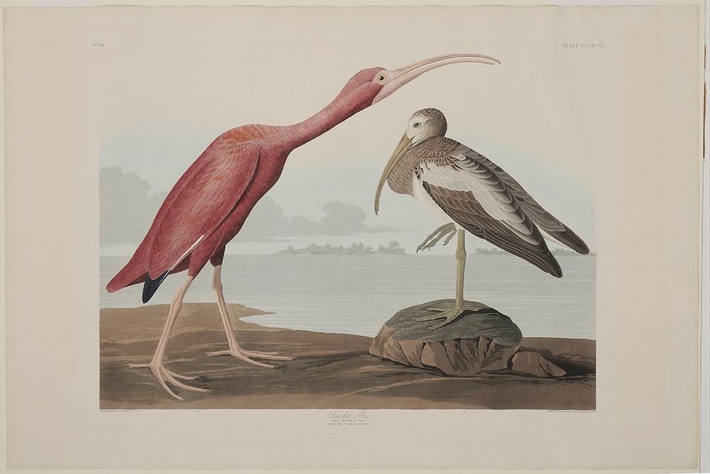 John James Audubon | The Birds of America (1827 - 1838) | MutualArt