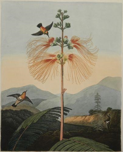 Philip Reinagle | Large Flowering Sensitive Plant (Circa 1880) | MutualArt