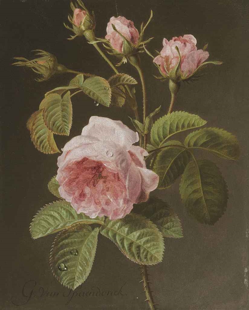Gerard Van Spaendonck | Rose | MutualArt