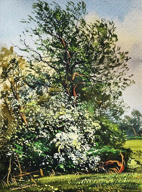 Edward Stamp | Ash and May Trees, Stewkley (1992) | MutualArt