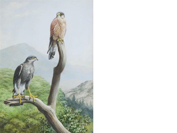 David Morrison Reid Henry | Madeiran Sparrow Hawk and Canarian Kestrel ...