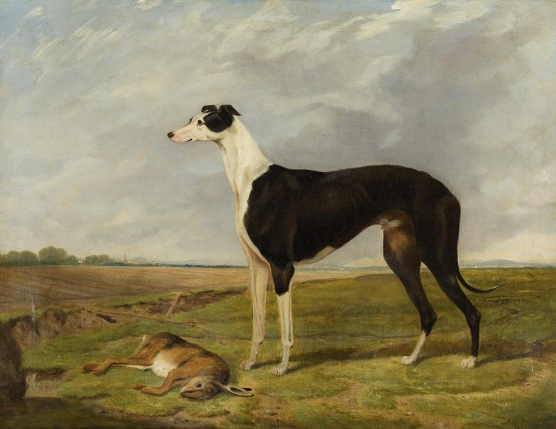 Henry Calvert | Brigadier, winner of the Waterloo Cup (1866) | MutualArt