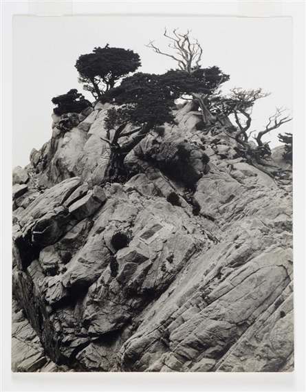 Edward Weston | POINT LOBOS CALIFORNIA (1939) | MutualArt