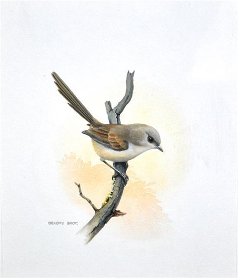 Jeremy Boot | Female Superb Blue Wren | MutualArt