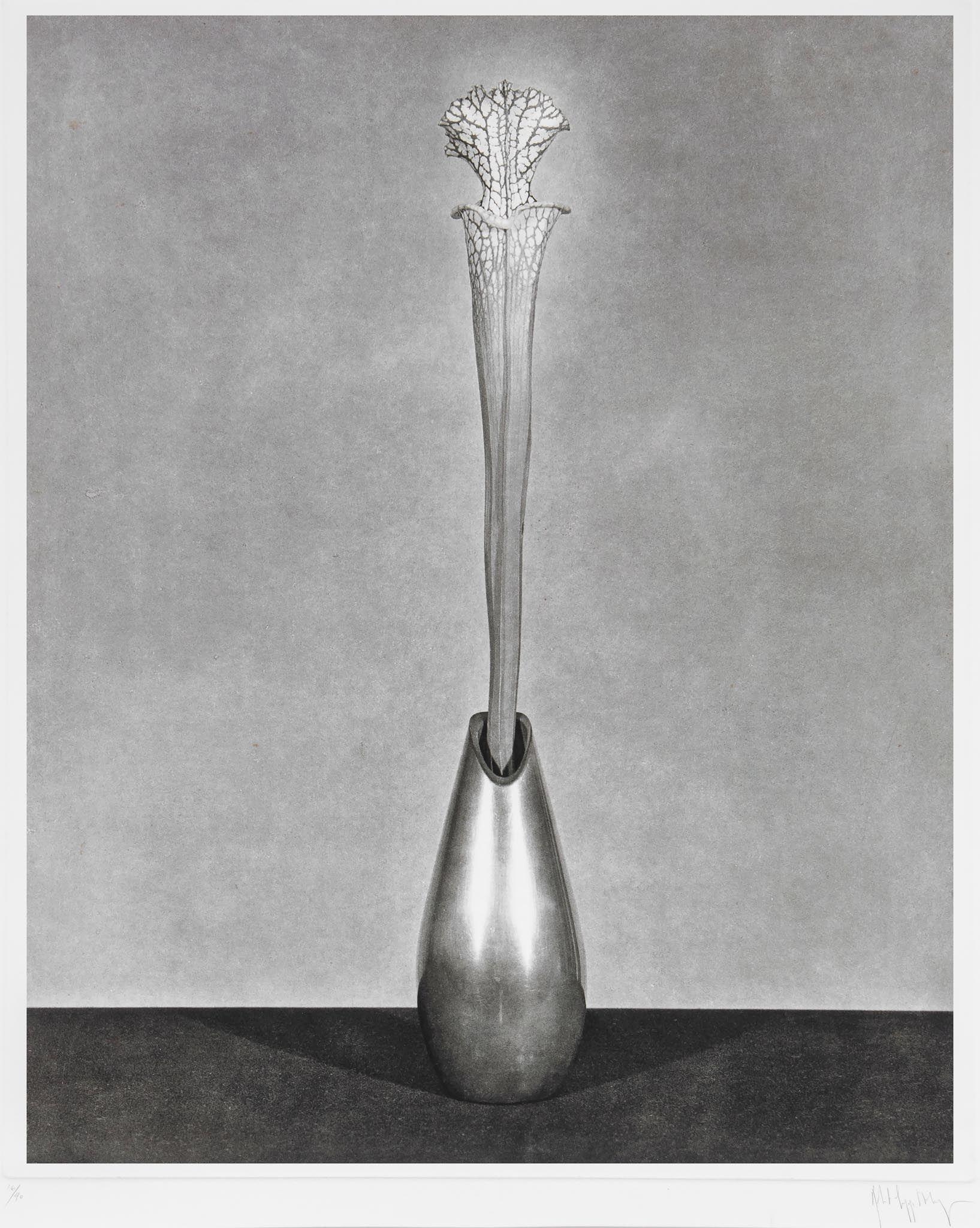 Robert Mapplethorpe | Tulip. (1984) | MutualArt