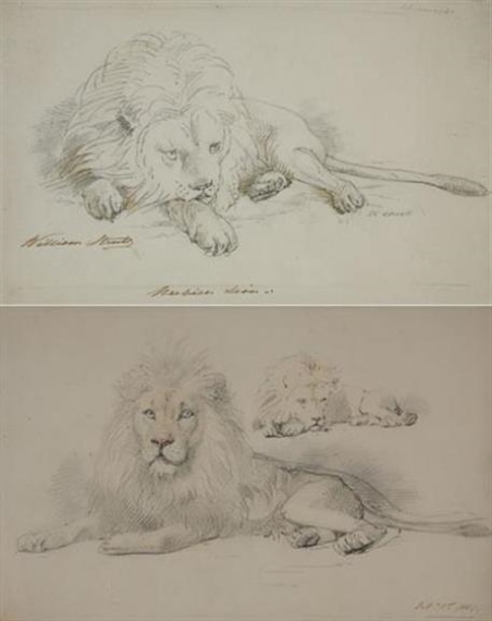 William Strutt | Reclining Lions : Two | MutualArt