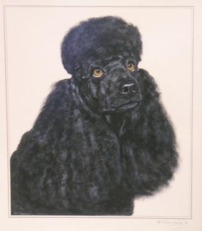 Bridget Olerenshaw | BLACK POODLE (1968) | MutualArt