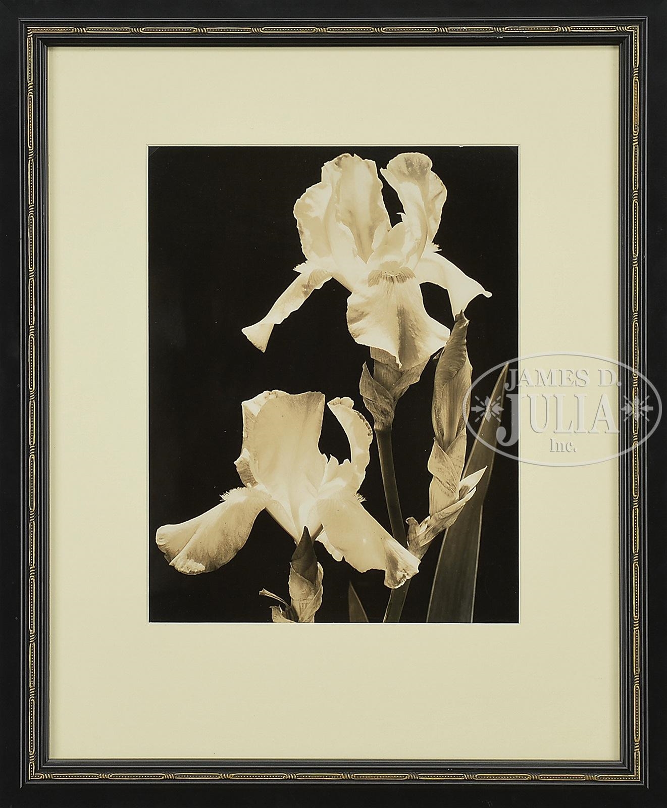 Harold Costain | 5 BOTANICAL PHOTOGRAPHS (1933) | MutualArt