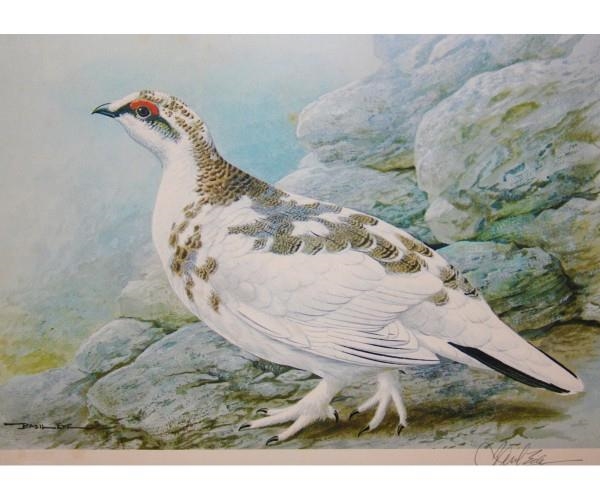 Basil Ede | British Birds (1975) | MutualArt