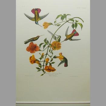 John James Audubon | MANGROVE HUMMINGBIRD (1971 - 1973) | MutualArt