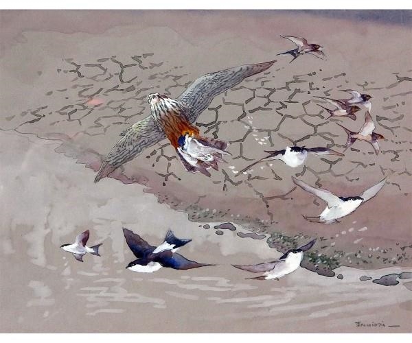 Eric Arnold Roberts Ennion | Hobby Taking a Housemartin with Swallows ...