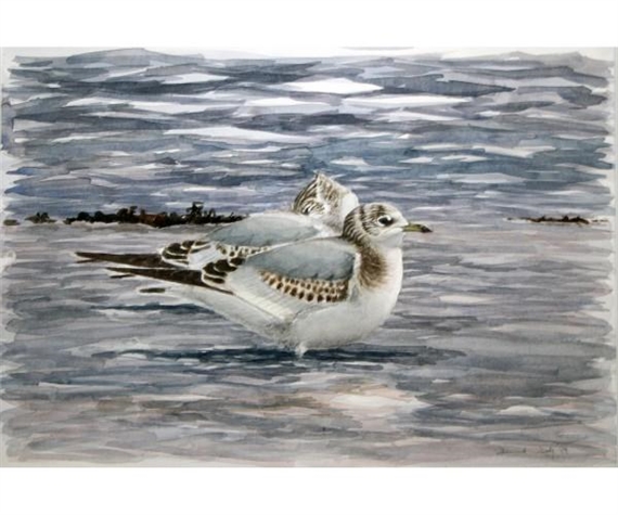 David Daly | Common Gulls (1989) | MutualArt