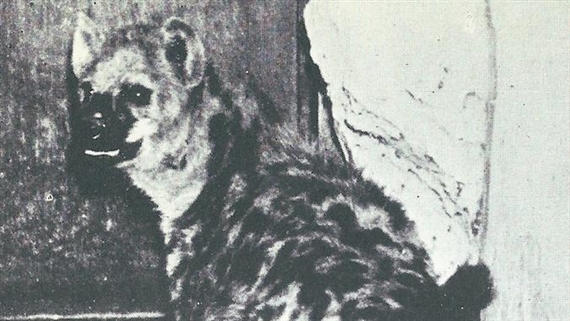 Conor Kelly | Performance at Auction | MutualArt