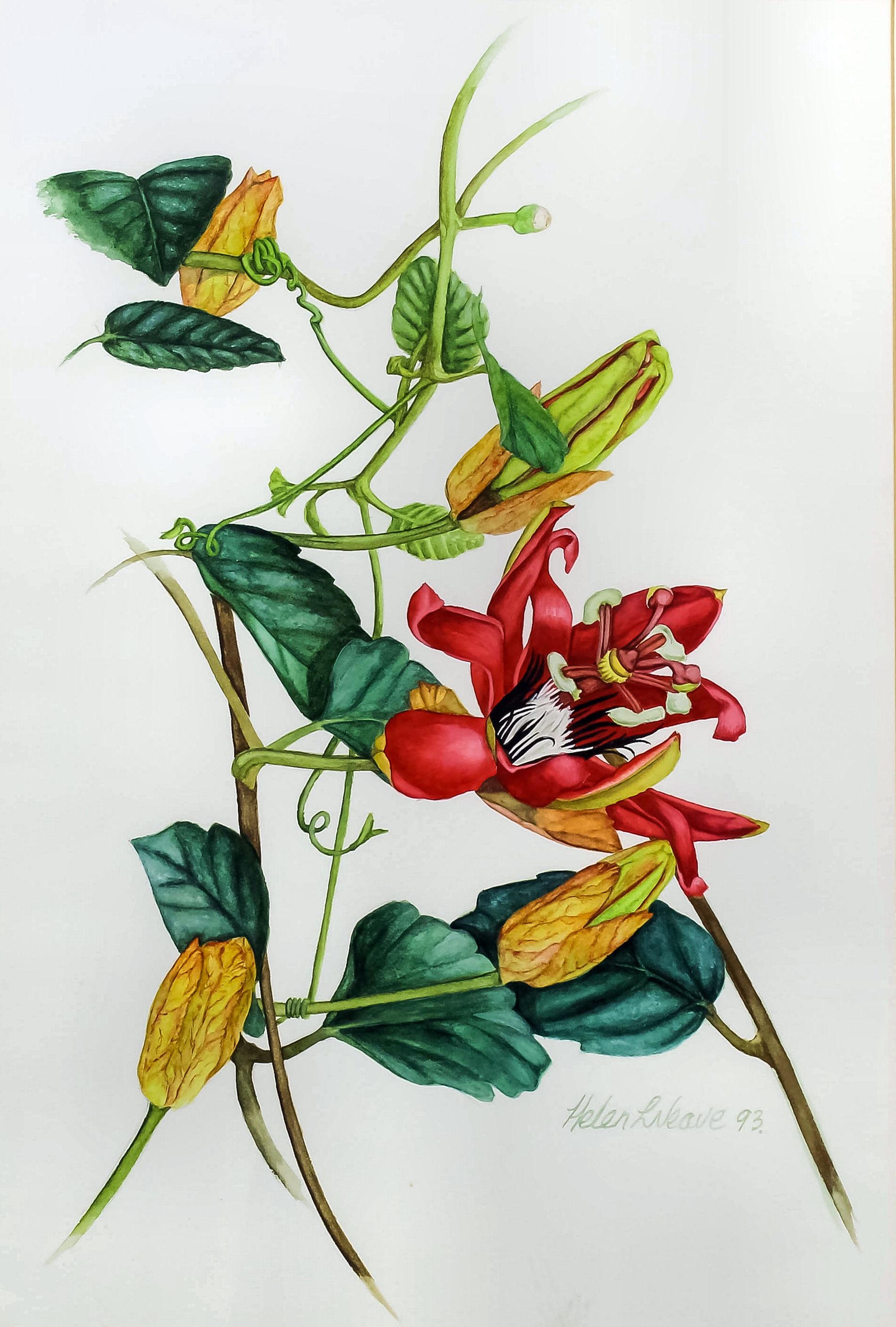 Helen L. Neave | Passiflora Vitifolia (1993) | MutualArt