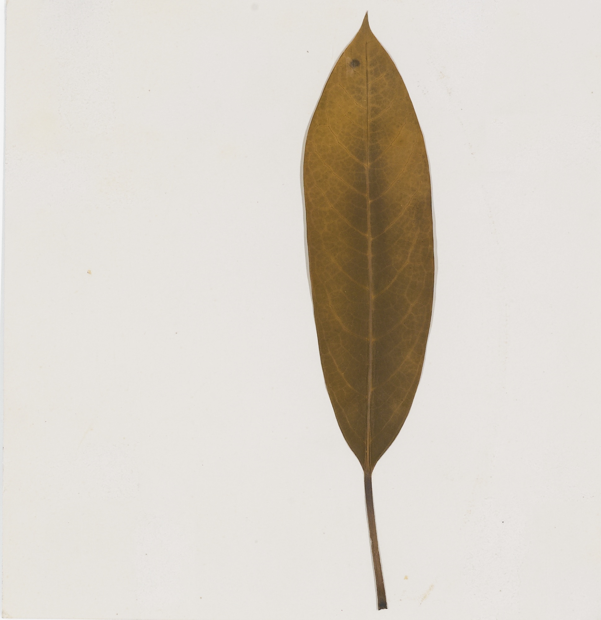 Joseph Beuys | MAGNOLIA AMERICANA (1969) | MutualArt