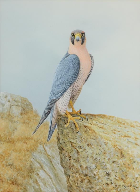 R. David Digby | Barbary Falcon, North Africa | MutualArt