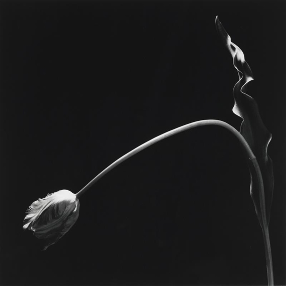 Robert Mapplethorpe | Tulip. (1984) | MutualArt