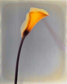 Adam Fuss | Untitled (Large Flowers, Plants) (1994) | MutualArt