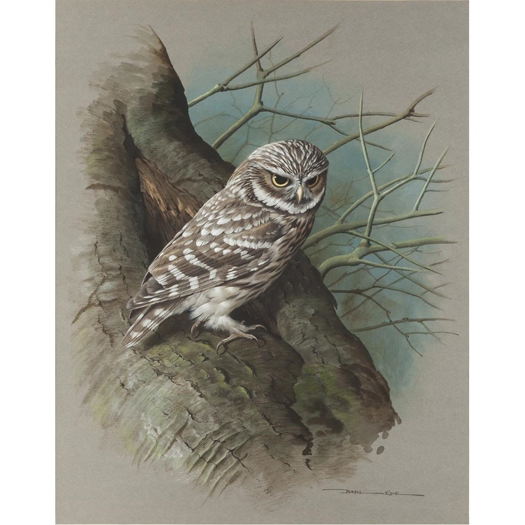 Basil Ede | Common Sheldrake | MutualArt