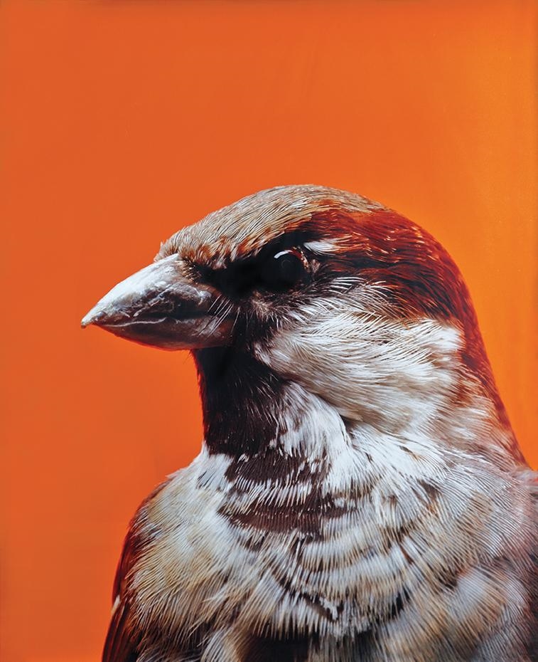 Michael Parekowhai | Portrait of Elmer Keith #1 | MutualArt