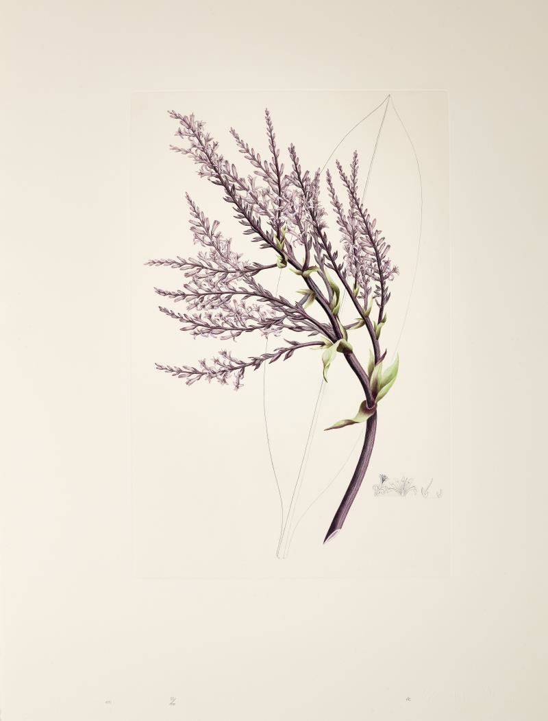 Joseph Banks | Banks' Florilegium: The Society Islands | MutualArt