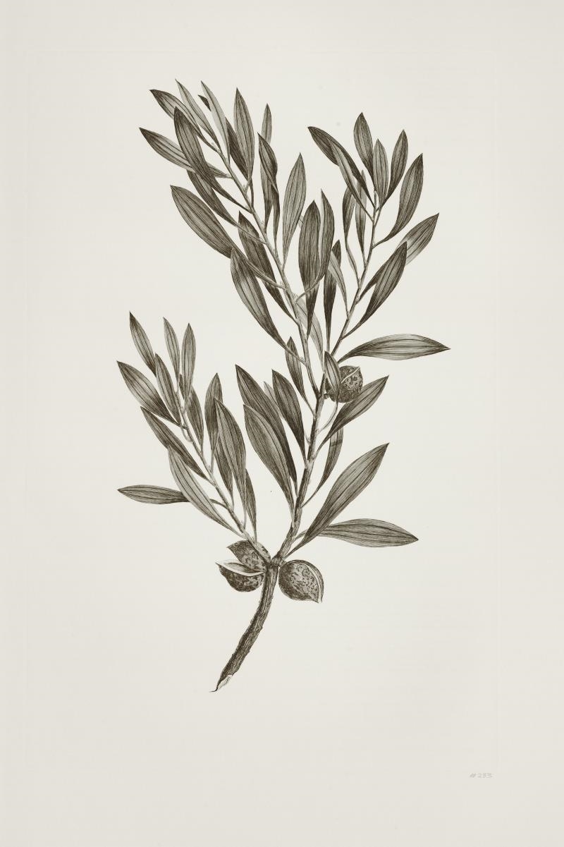 Joseph Banks | Catalogue of Banks' Florilegium | MutualArt