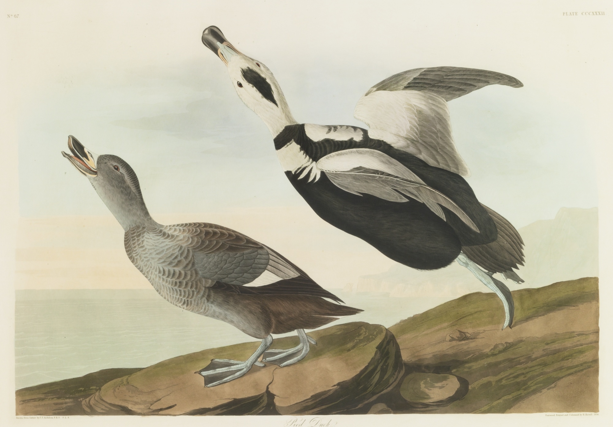 John James Audubon | PIED DUCK (PLATE CCCXXXII) (1836) | MutualArt
