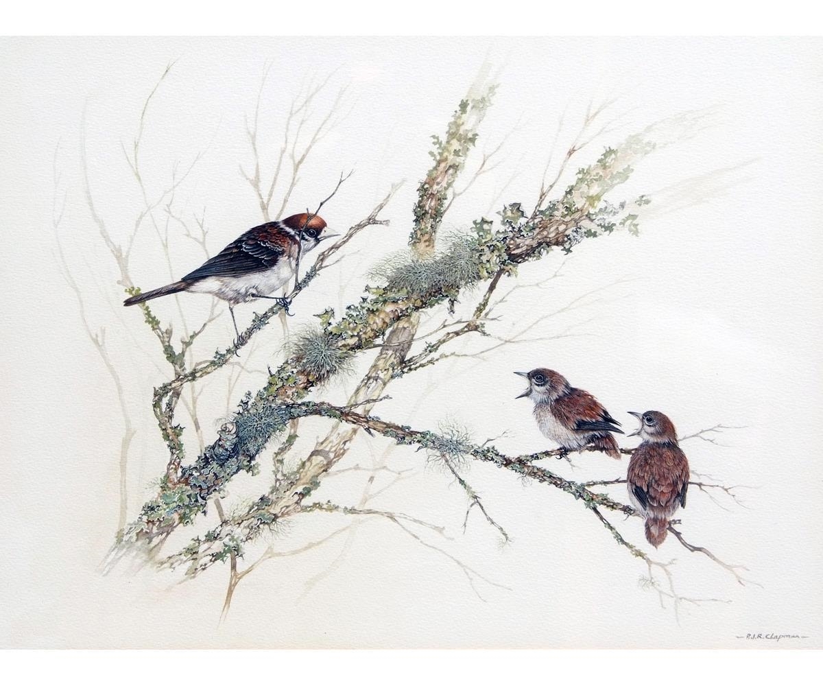 Peter J. Rowles Chapman | Sparrows | MutualArt