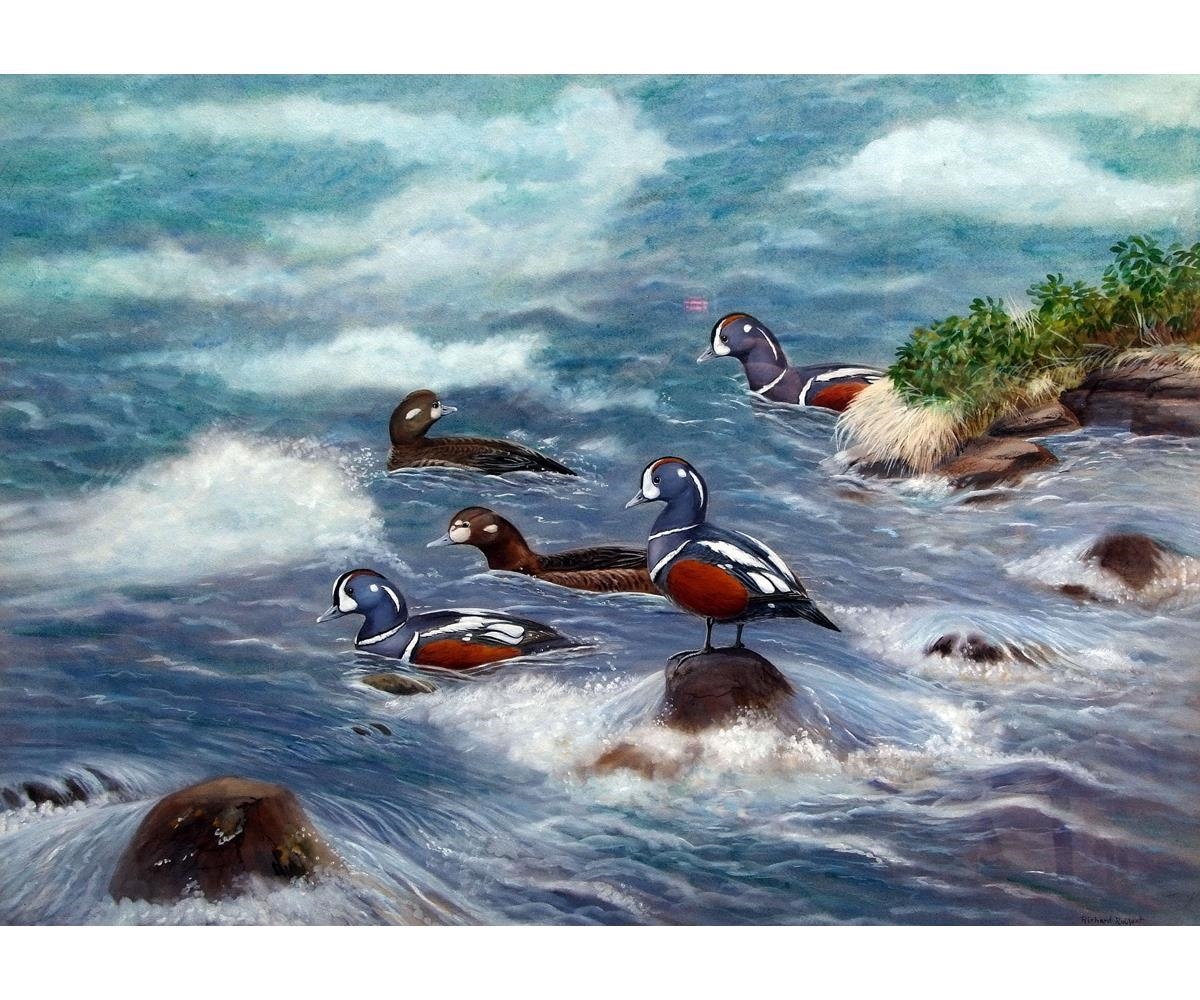 Richard Robjent | Male and Female Harlequin Ducks (1981) | MutualArt