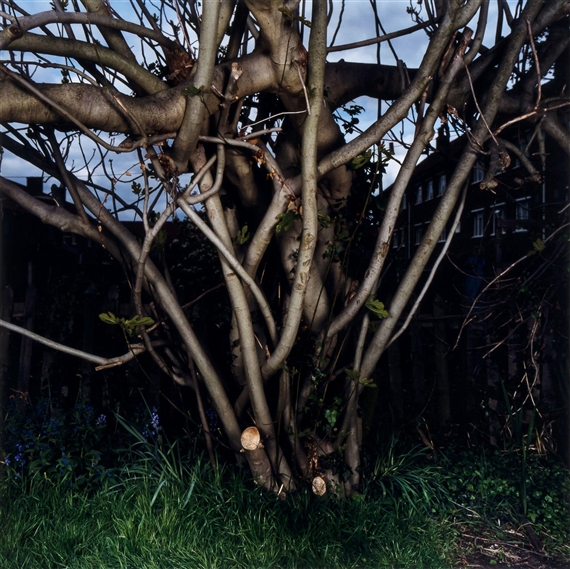 Sarah Jones | Camilla I (1999) | MutualArt