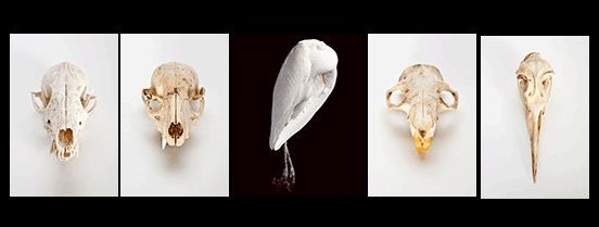 Susan Jorgensen | Artist Overview | MutualArt