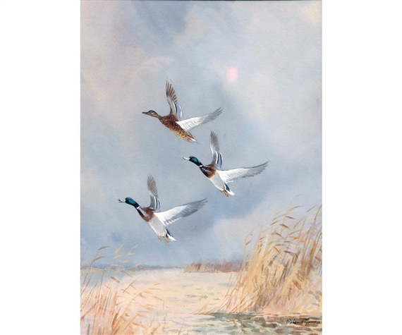 Unknown | Mallard Alighting | MutualArt