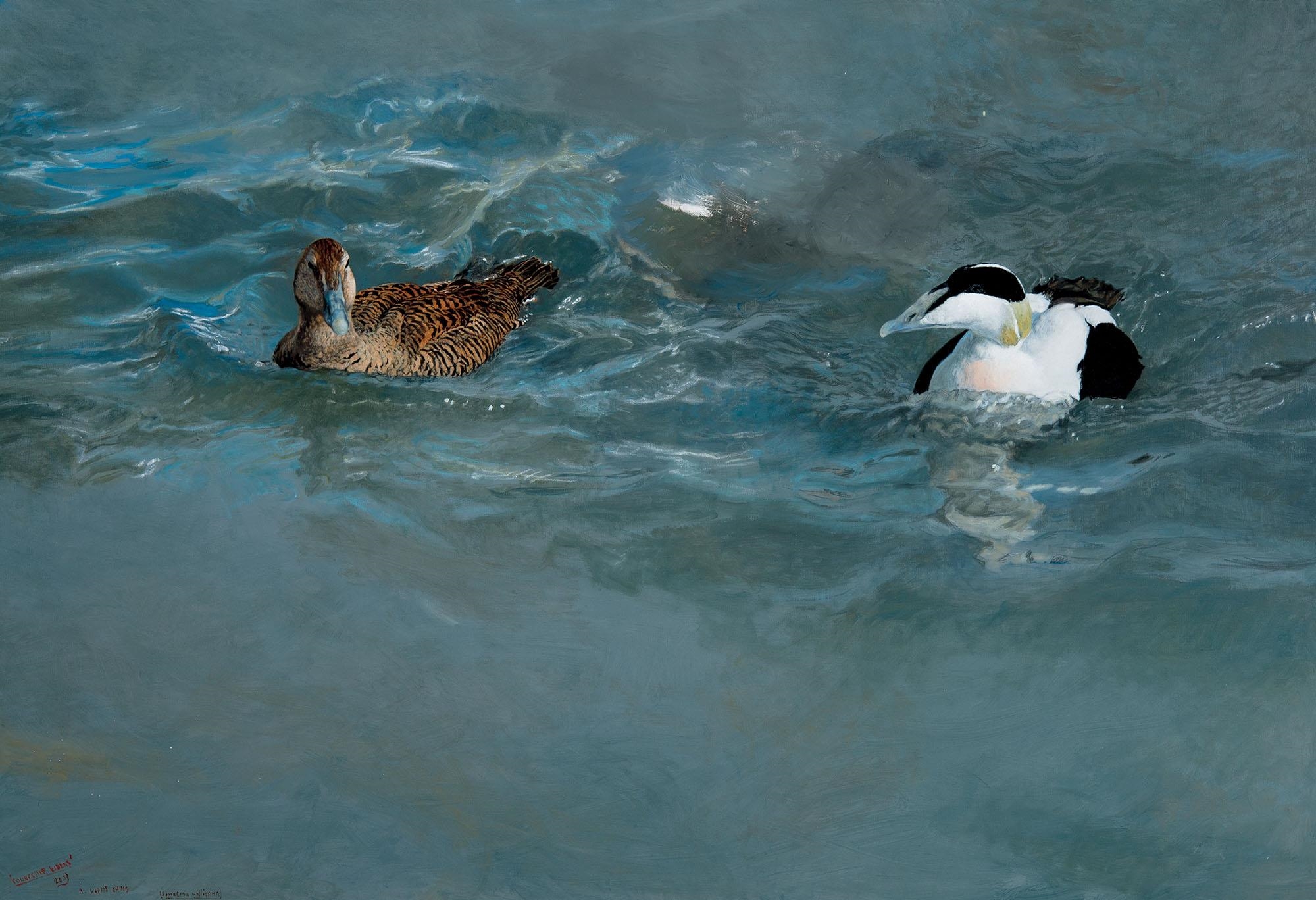 Raymond Harris Ching | Courtship Eiders | MutualArt