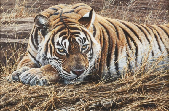 Alan M. Hunt | Im Watching You, Bengal Tiger (2014) | MutualArt