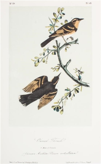 John James Audubon | The Birds of America | MutualArt