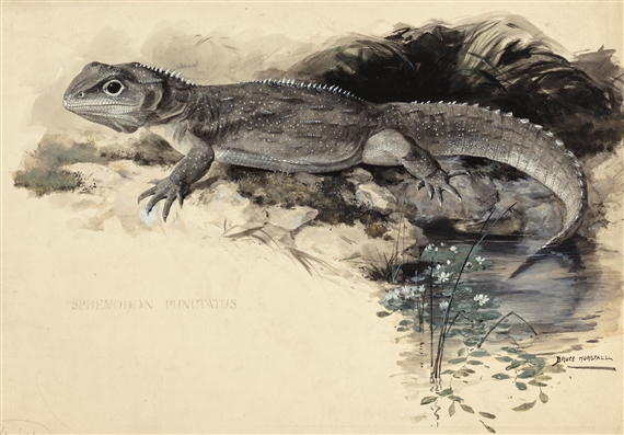 Robert Bruce Horsfall | Sphenodon Punctatus | MutualArt