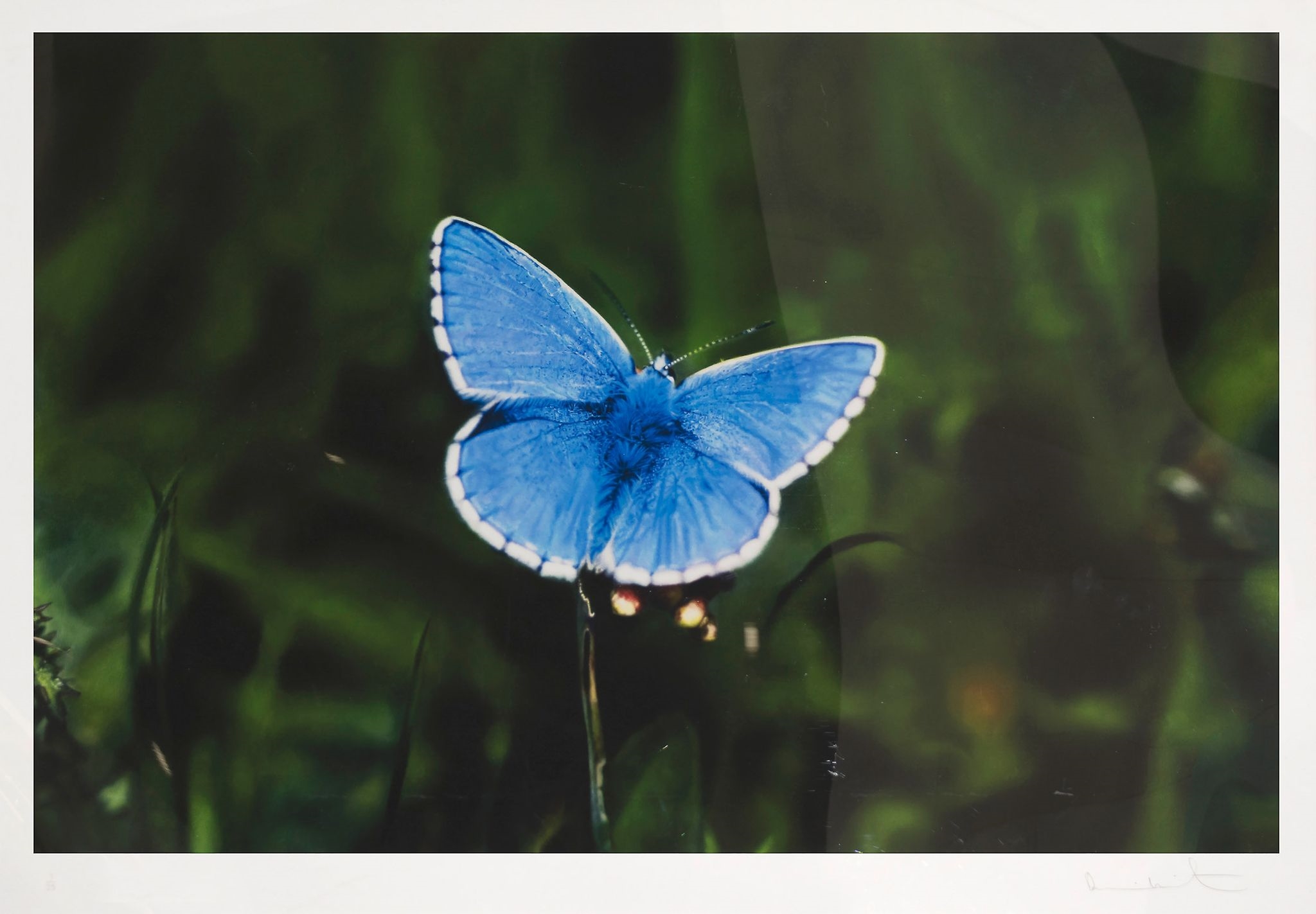 Damien Hirst | Adonis Blue Butterfly (2011) | MutualArt