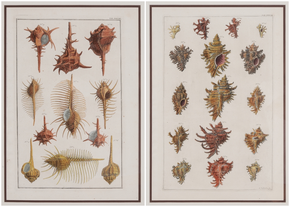 Albertus Seba | 2 Works: Shells (Circa 1736) | MutualArt