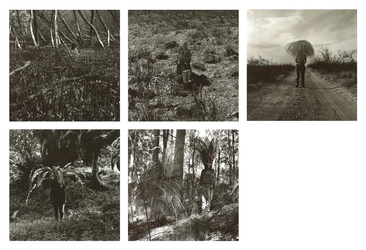 Simryn Gill | 5 works: Vegetation plus four other works (1999) | MutualArt
