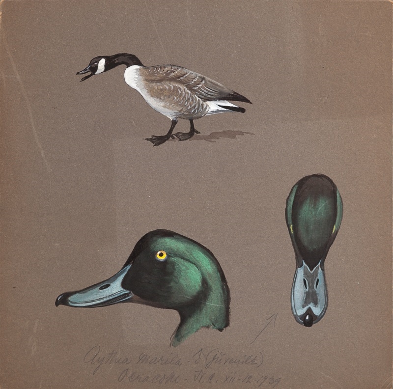 Edgar Burke | 4 works; Studies of Duck Heads and Feet | MutualArt