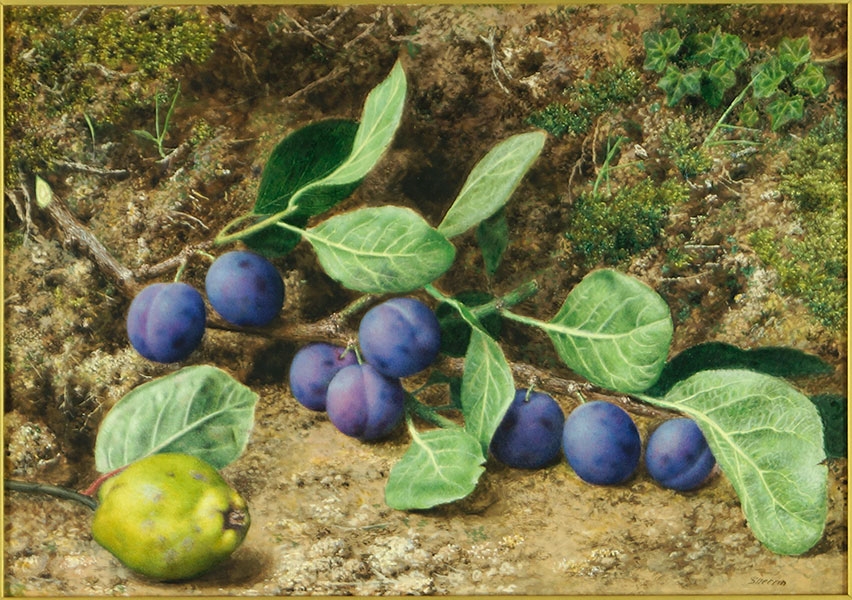 John Sherrin | Still Life with Plums | MutualArt