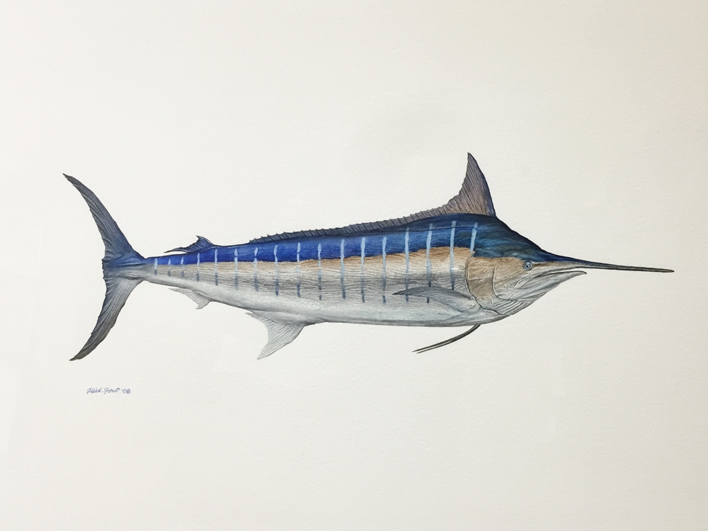 Flick Ford | Atlantic Blue Marlin | MutualArt