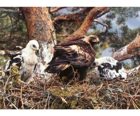 Terry Pickford | 1 Artworks at Auction | MutualArt