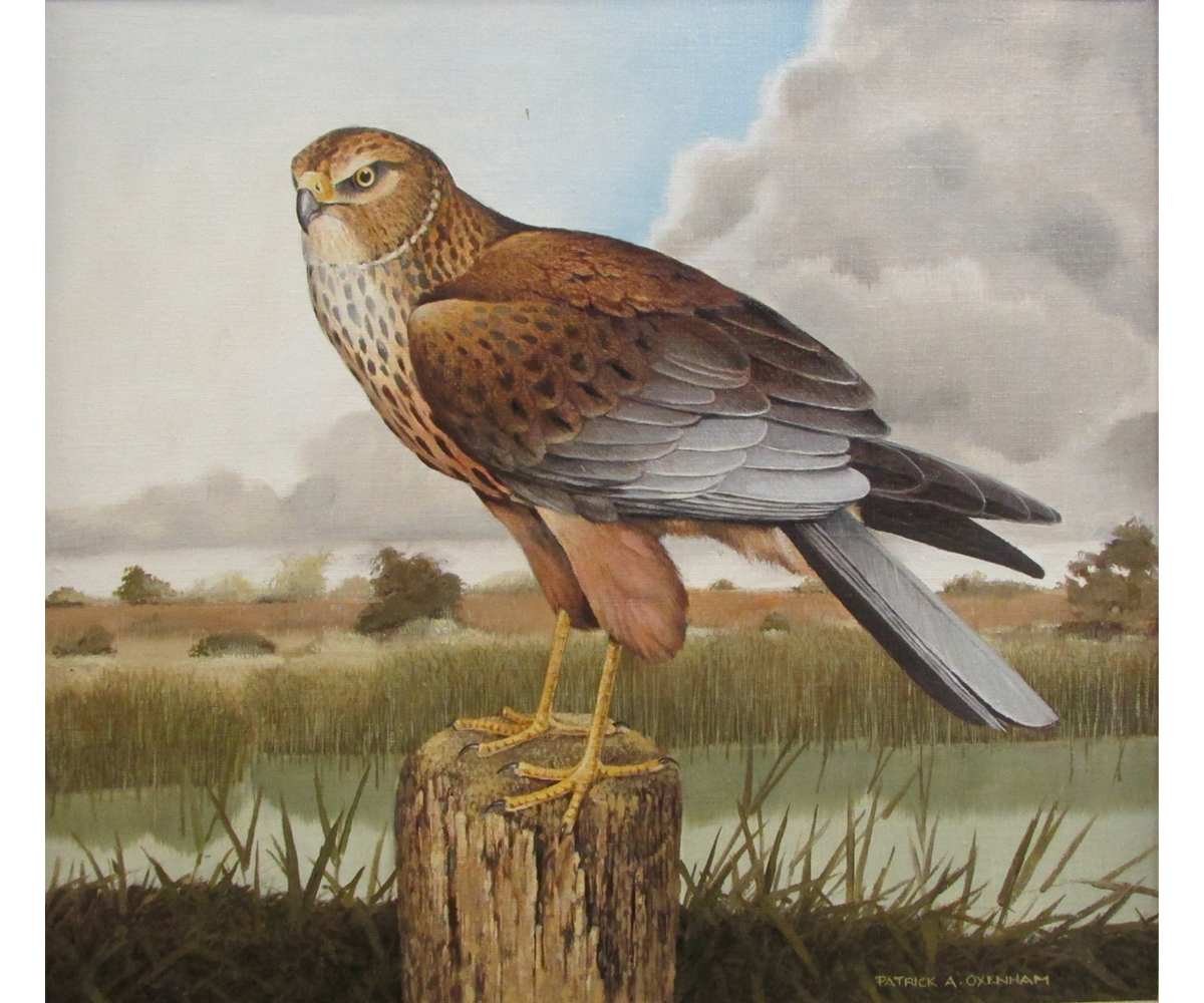 Patrick Oxenham | The Marsh Harrier | MutualArt