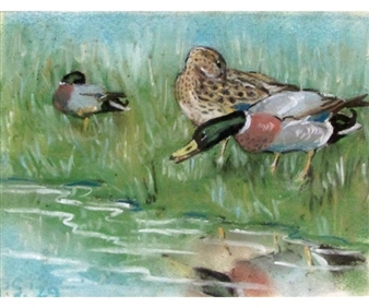 Sir Peter MarkhamScott | Mallard Alighting | MutualArt