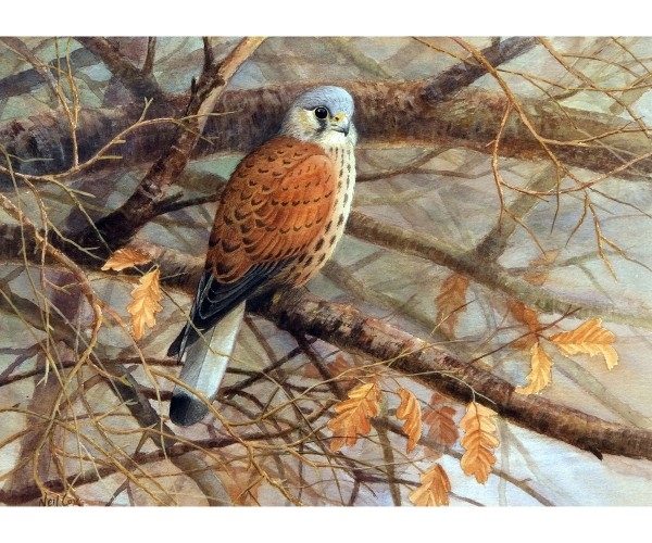 Neil Cox | Kestrel | MutualArt