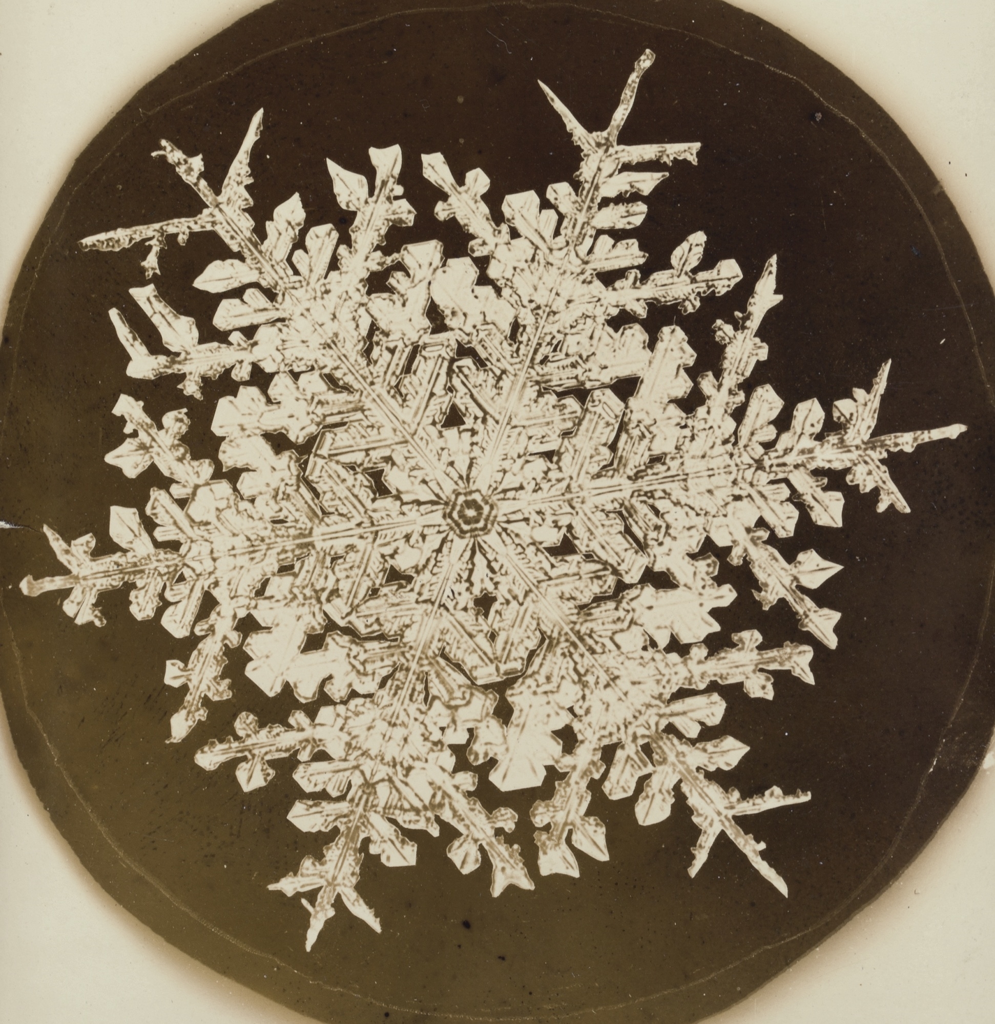 Wilson A. Bentley | 10 WORKS: SELECTED IMAGES OF SNOWFLAKES | MutualArt