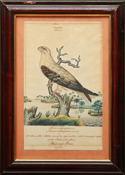 William Goodall | BLACKWING 'D ELANUS; AND NENGETA SHRIKE | MutualArt