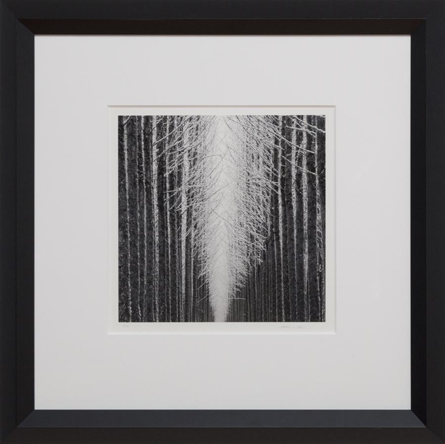 Jeffrey Conley | Tree Cathedral | MutualArt