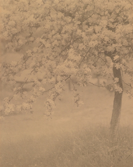 William B. Post | Apple tree in Maine (Circa 1900) | MutualArt